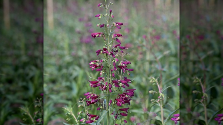 Ikke lupin, ikke salvia: Den vibrerende lilla blomsten kolibrier elsker ...