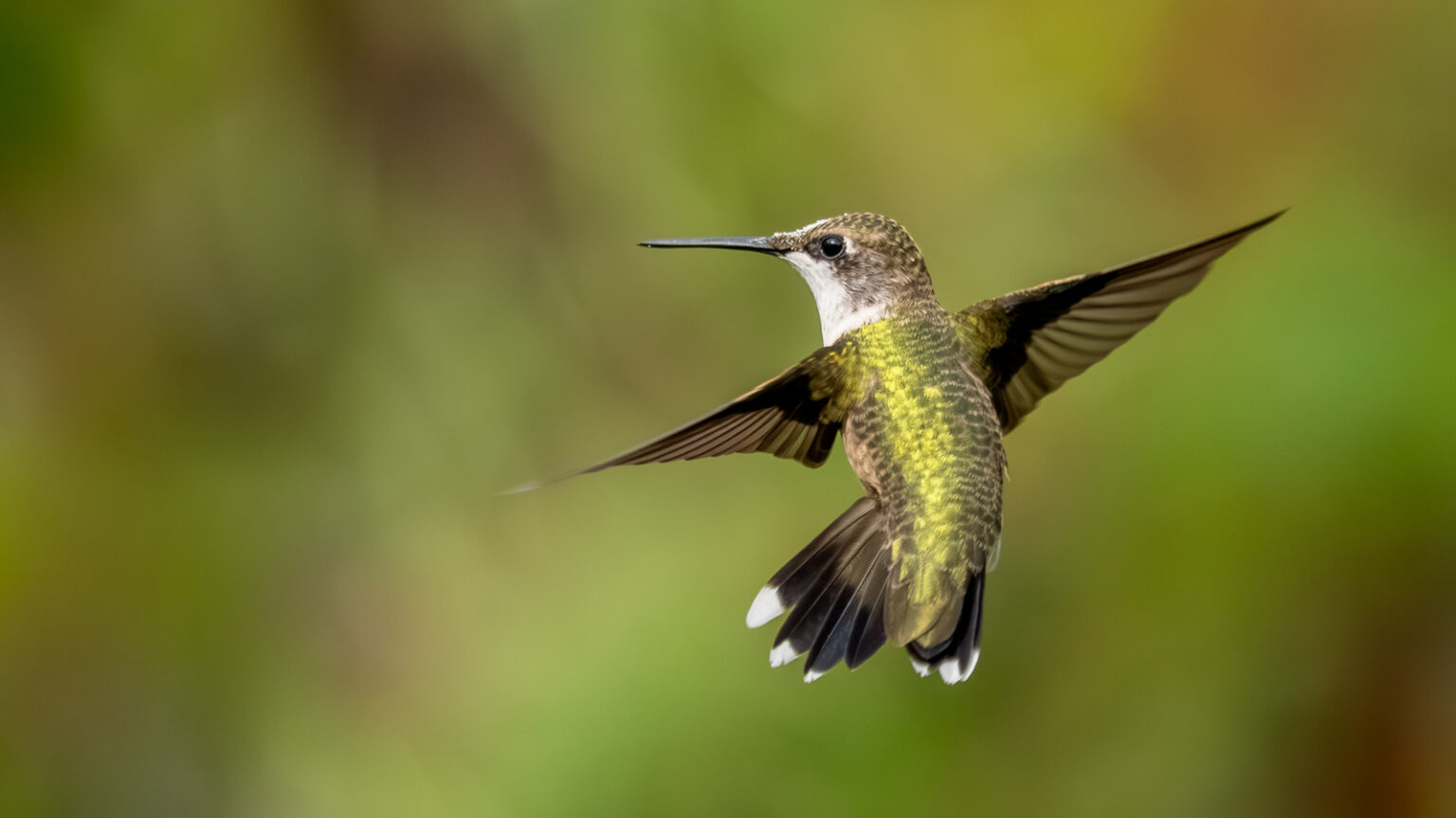 Ikke lupin, ikke salvia: Den vibrerende lilla blomsten kolibrier elsker ...