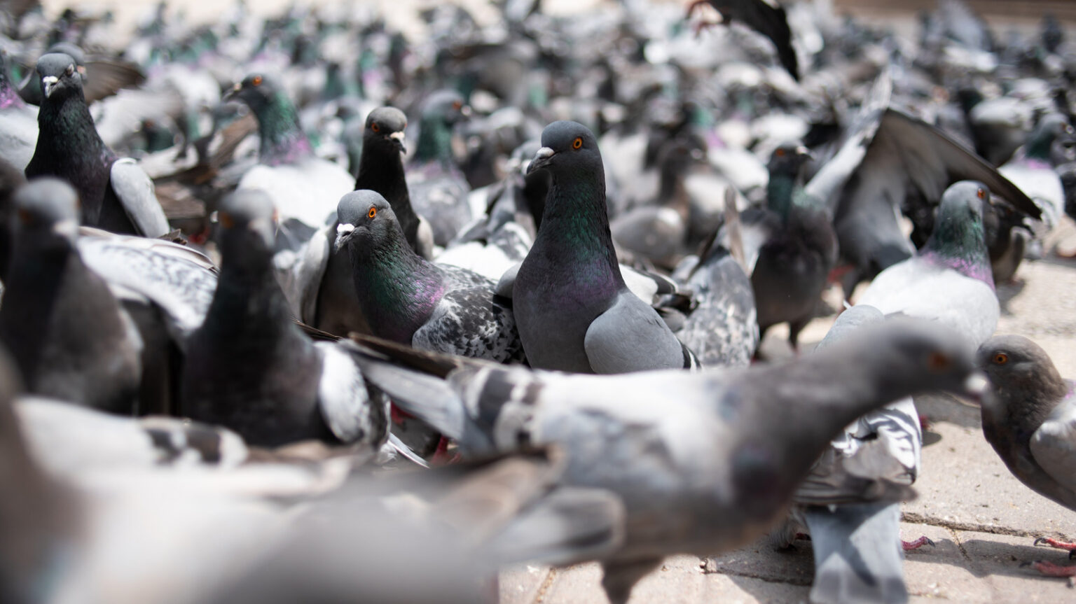Avskrekke duer naturlig ved å dyrke denne friskluktende urten - Houz.no
